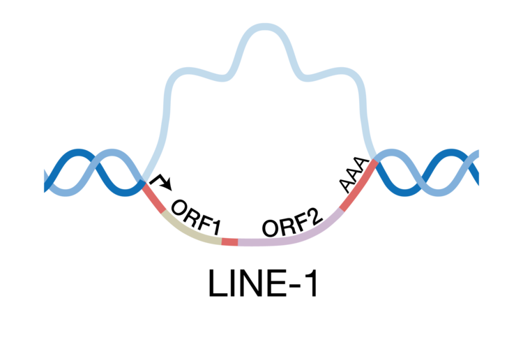 Research | Ghanim Lab